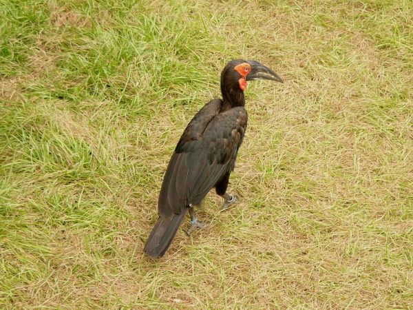 The “bird of inspiration” Behind iNsingizi's Name - iNsingizi Bush ...