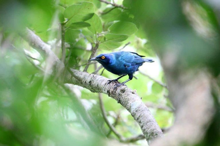 Birding at iNsingizi - iNsingizi Bush Lodge and Spa KZN